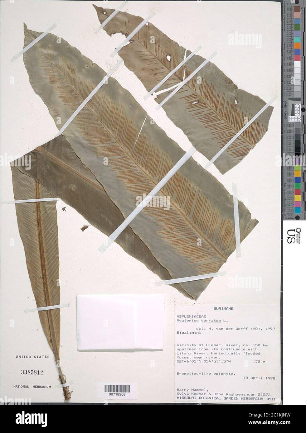 Asplenium serratum L Asplenium serratum L Stock Photo - Alamy