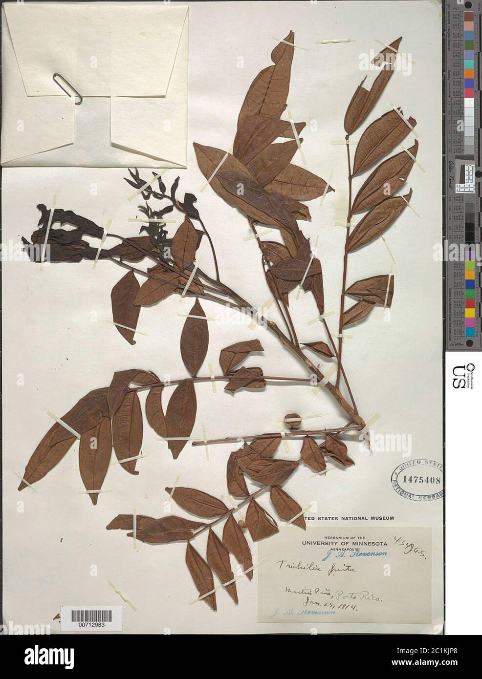 Trichilia species hi-res stock photography and images - Alamy
