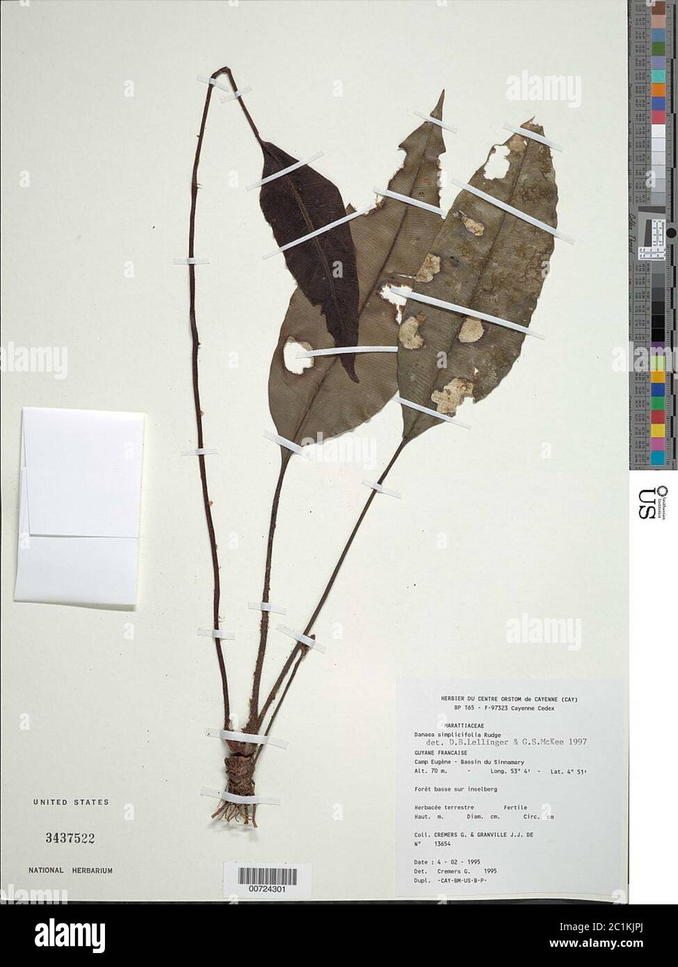 Danaea elliptica subsp simplicifolia Rudge Rolleri Danaea elliptica ...