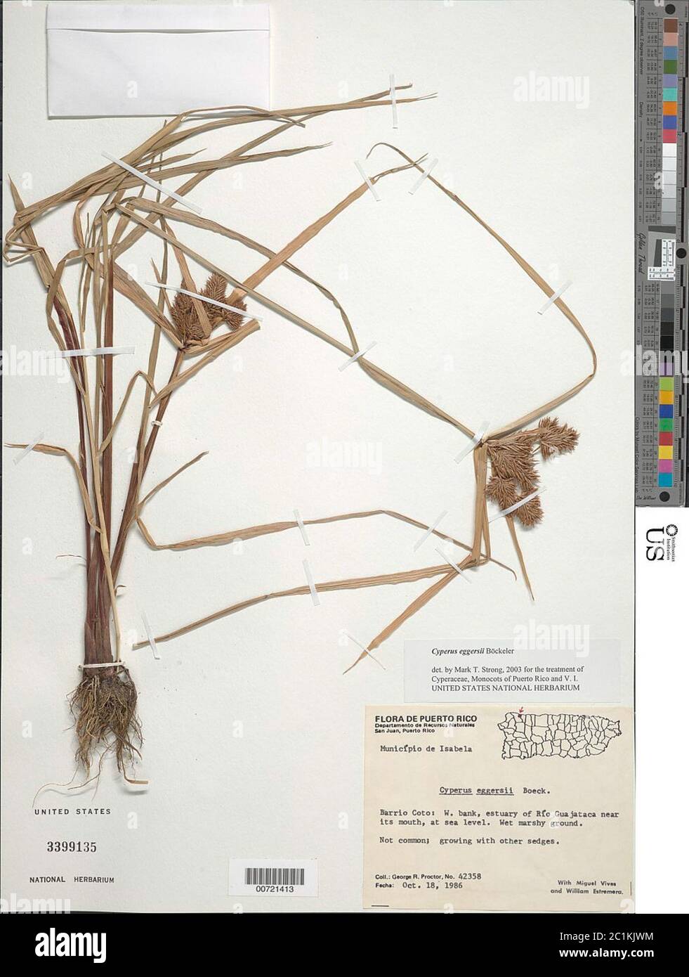 Cyperus eggersii Boeckeler Cyperus eggersii Boeckeler Stock Photo - Alamy