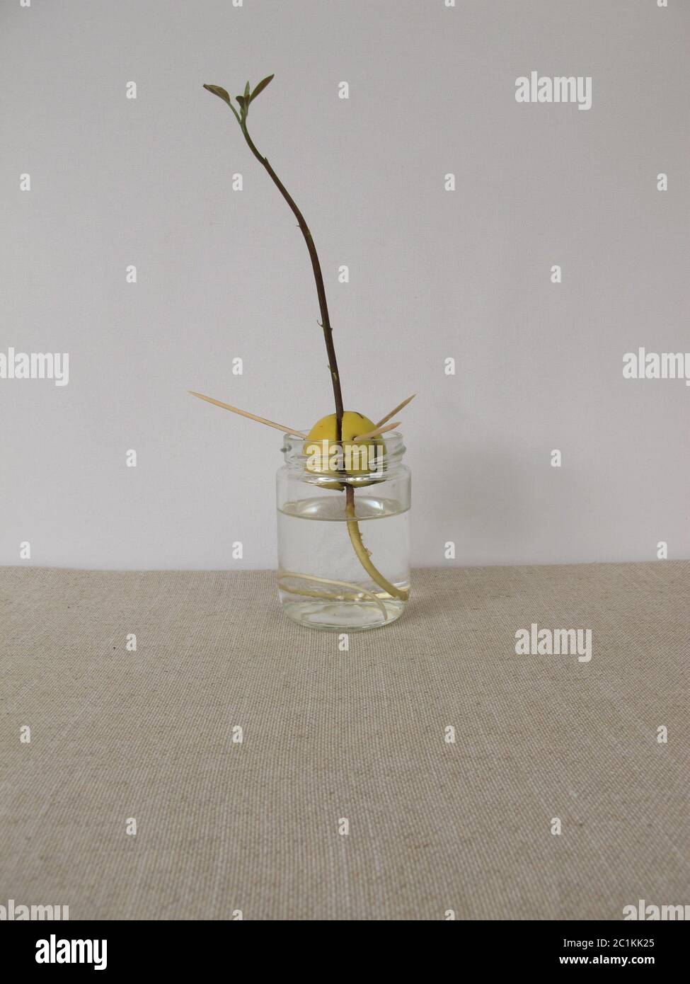 Avocado seed with avocado sprout Stock Photo - Alamy