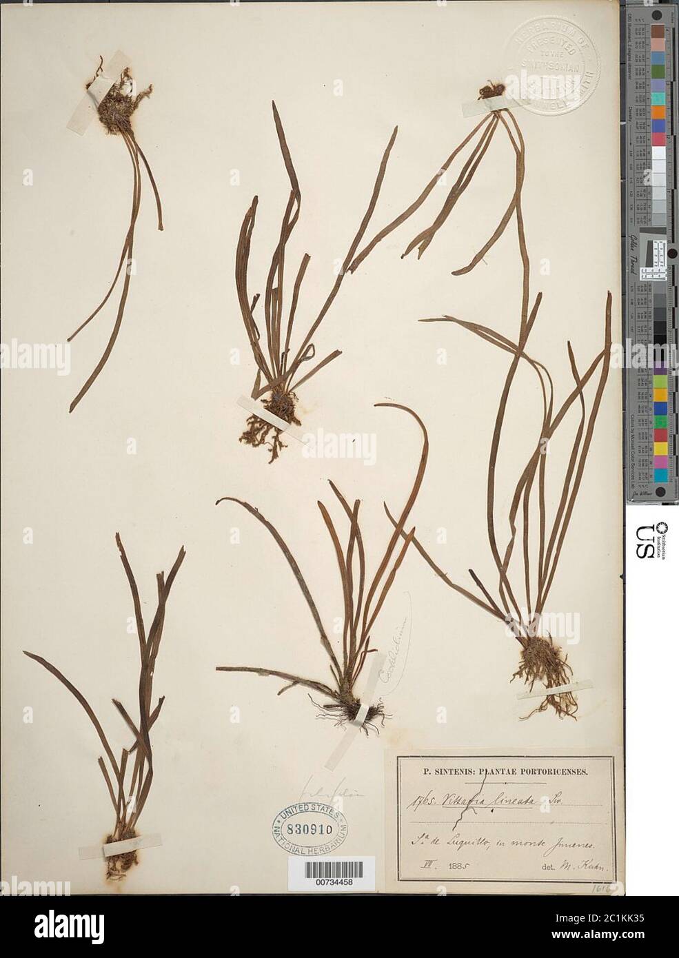 Vittaria lineata hi-res stock photography and images - Alamy