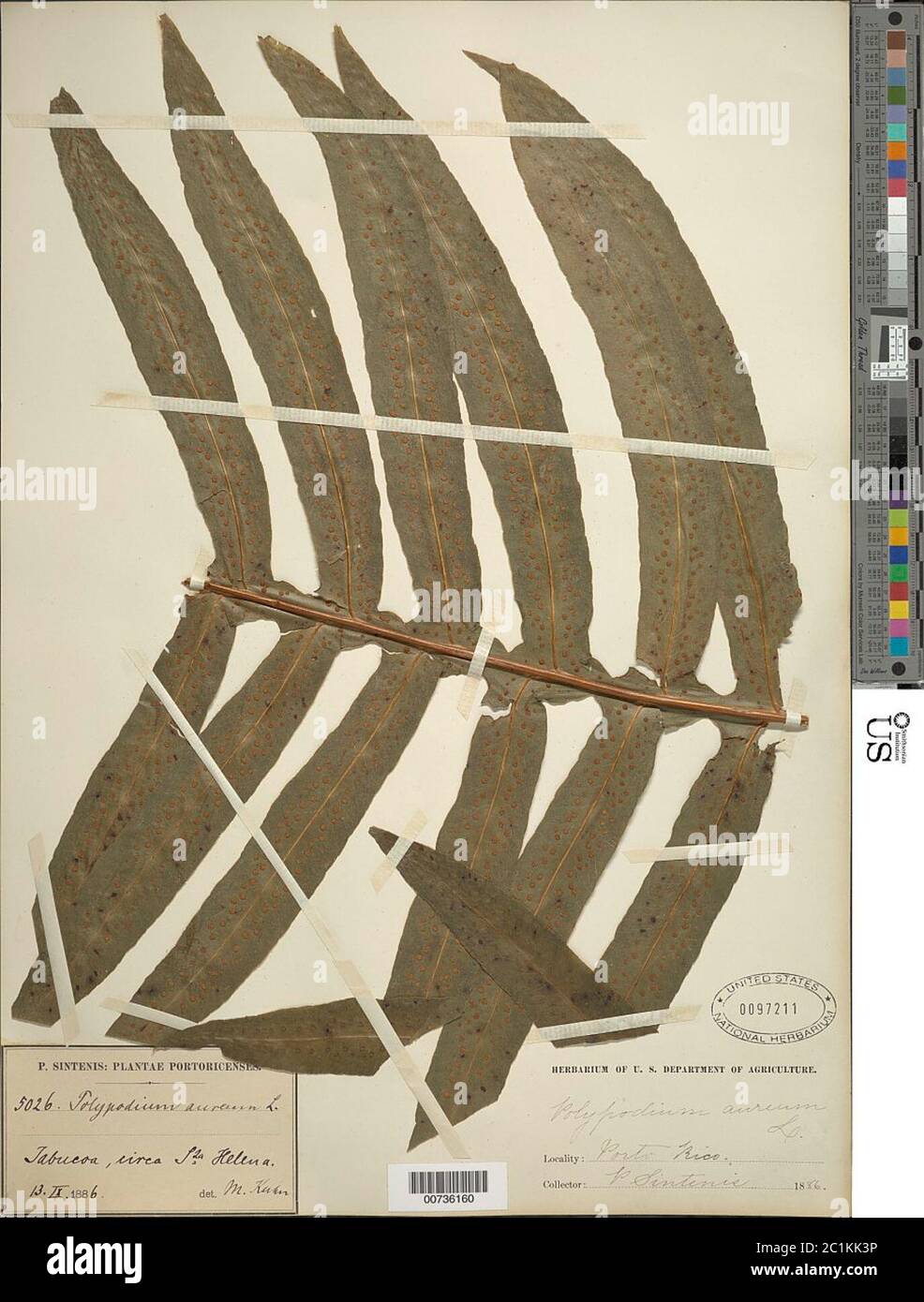 Phlebodium Aureum High Resolution Stock Photography and Images - Alamy