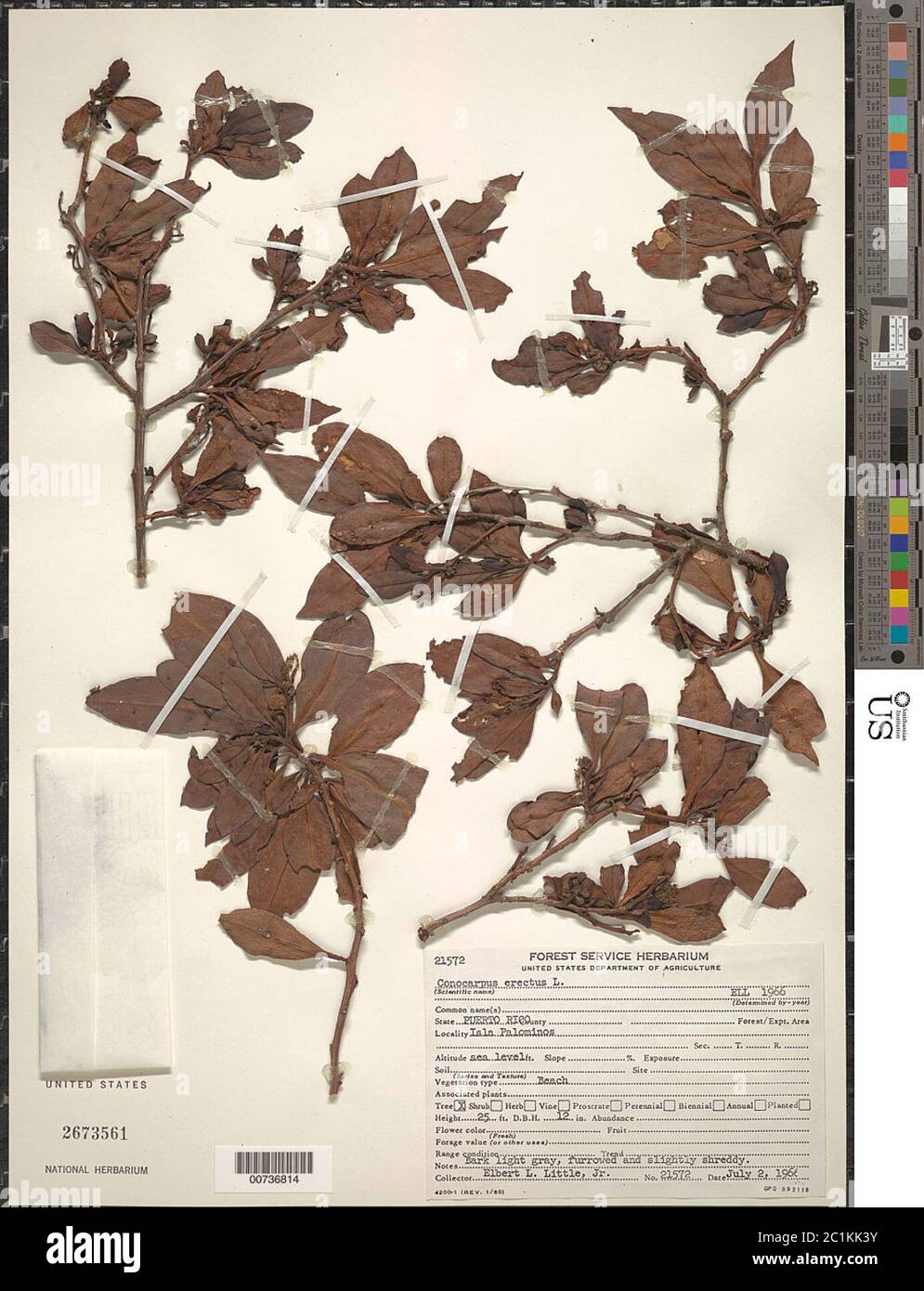 Conocarpus erectus L Conocarpus erectus L Stock Photo - Alamy