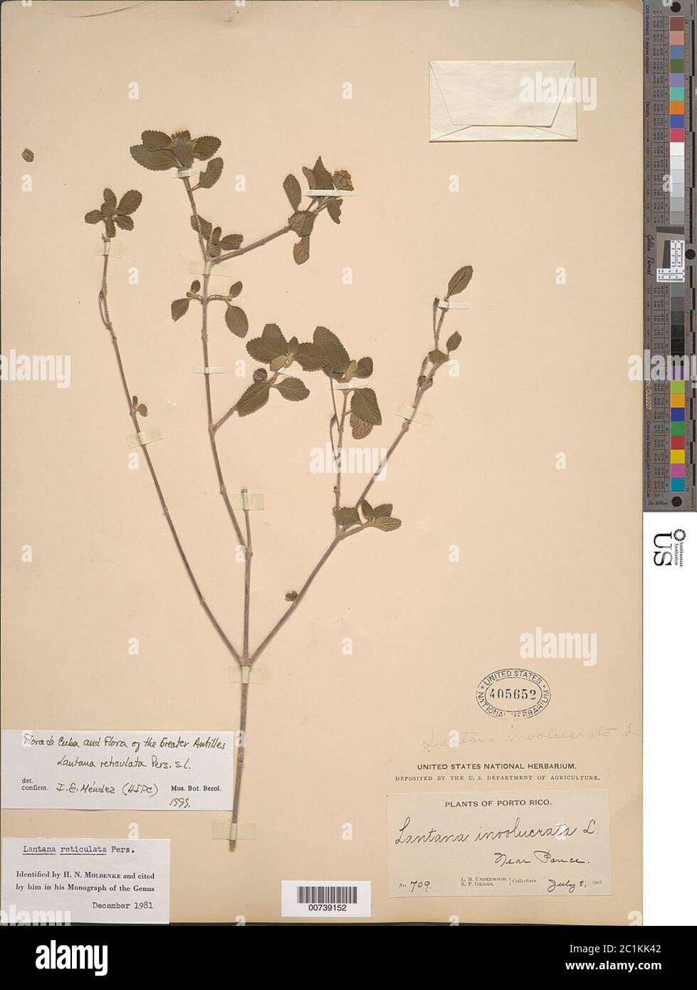 Shrubby growth habit hi-res stock photography and images - Alamy