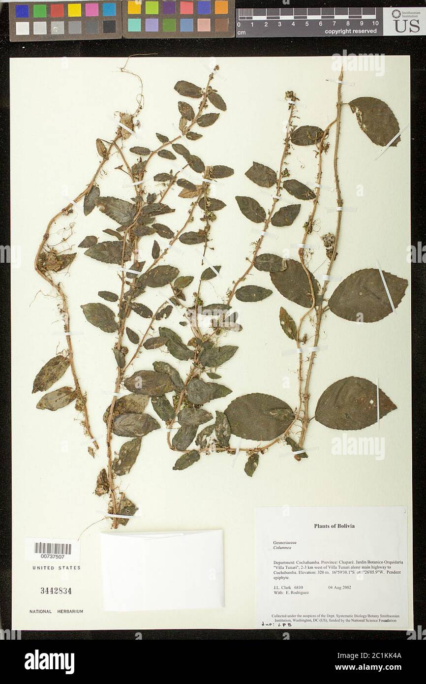 Columnea sp Columnea sp Stock Photo - Alamy