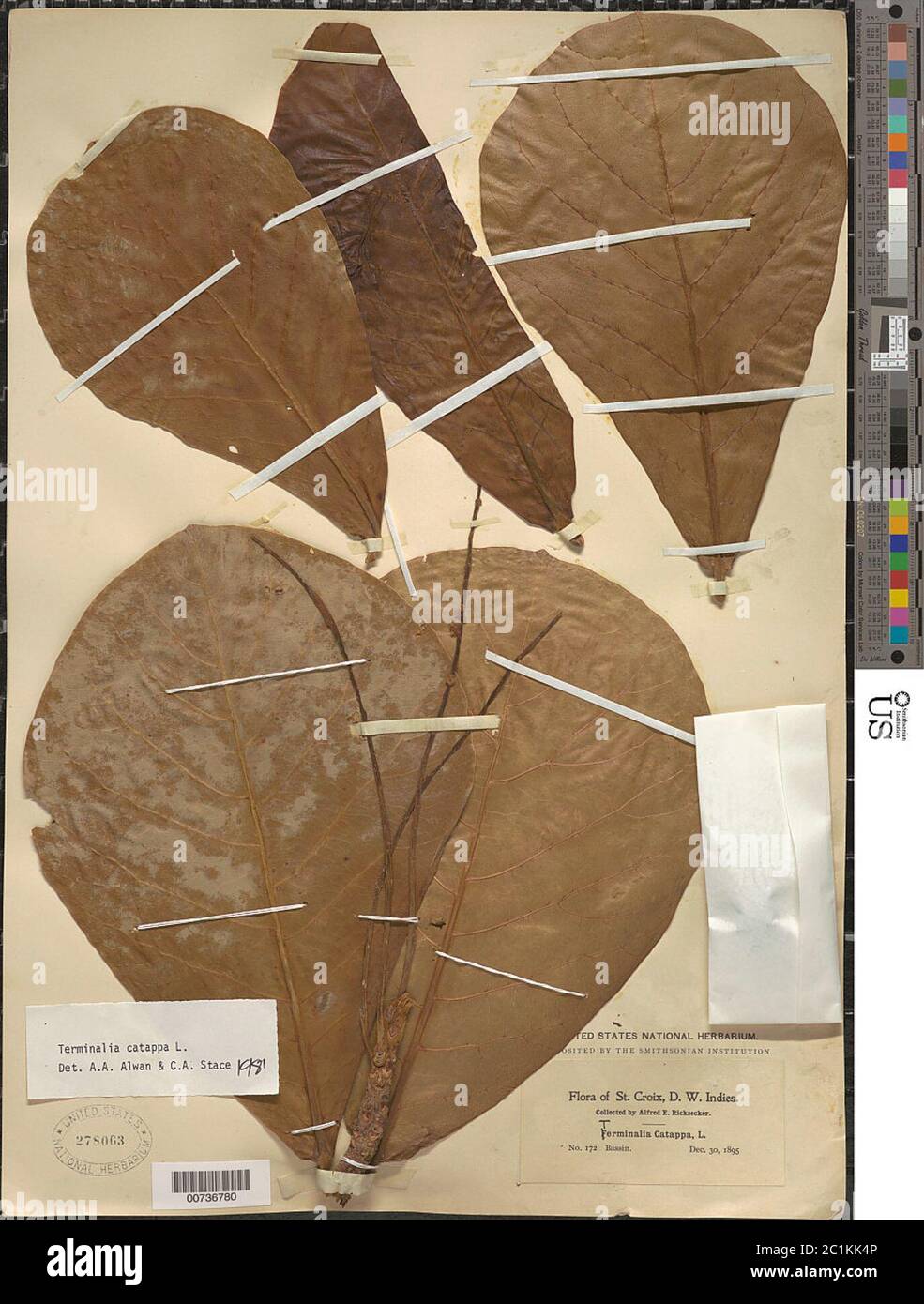 Terminalia catappa L Terminalia catappa L Stock Photo - Alamy