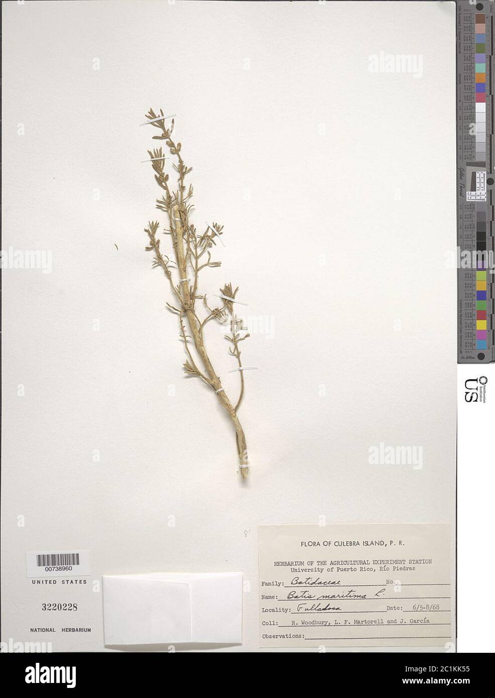 Batis maritima hi-res stock photography and images - Alamy