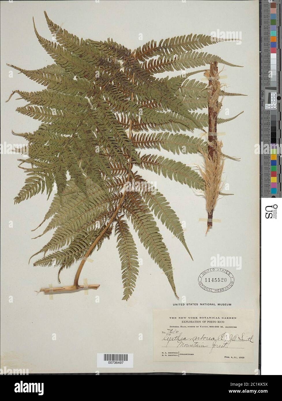 Cyathea arborea hi-res stock photography and images - Alamy