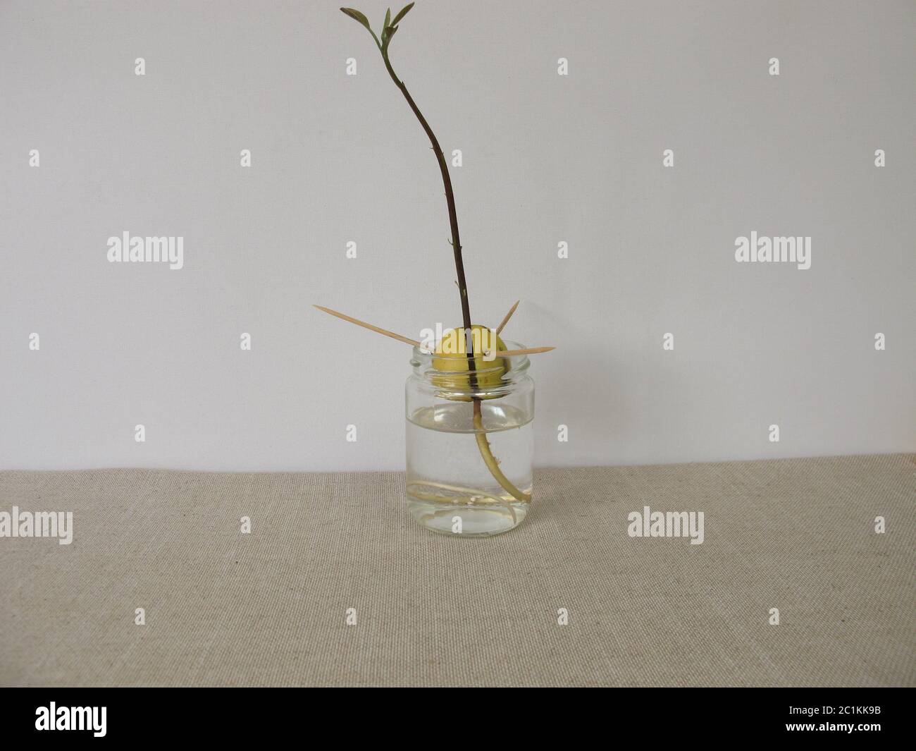 Avocado seed with avocado sprout Stock Photo - Alamy