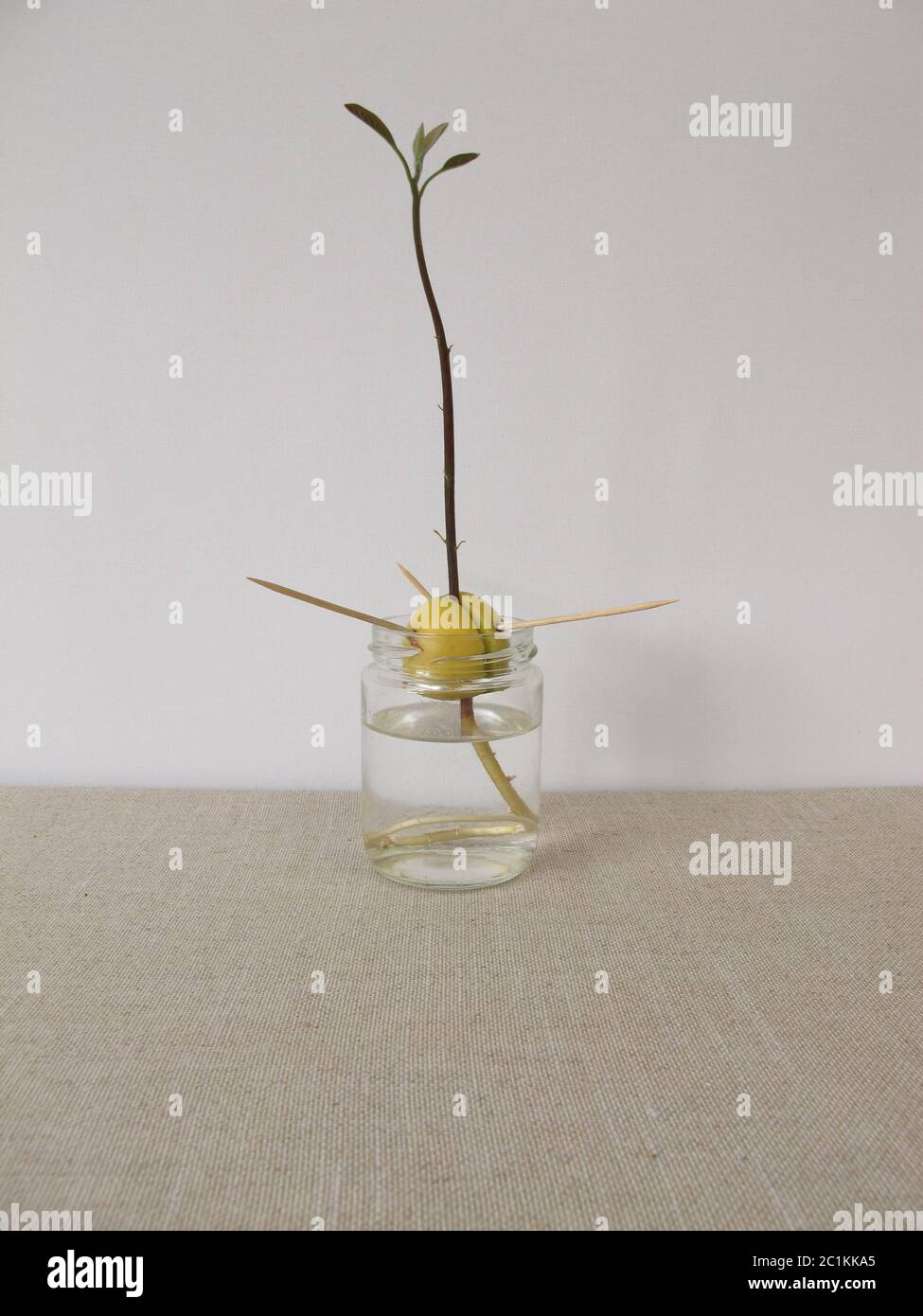 Avocado seed with avocado sprout Stock Photo - Alamy