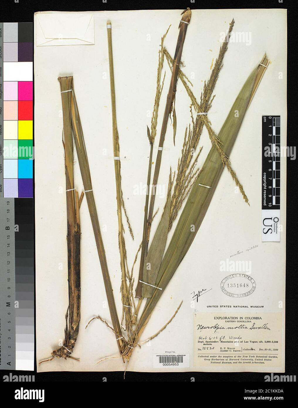 Neurolepis mollis Swallen Neurolepis mollis Swallen Stock Photo - Alamy