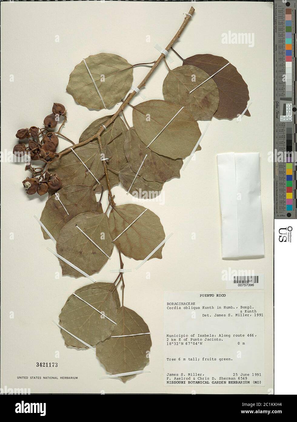 Cordia obliqua Willd Cordia obliqua Willd Stock Photo - Alamy