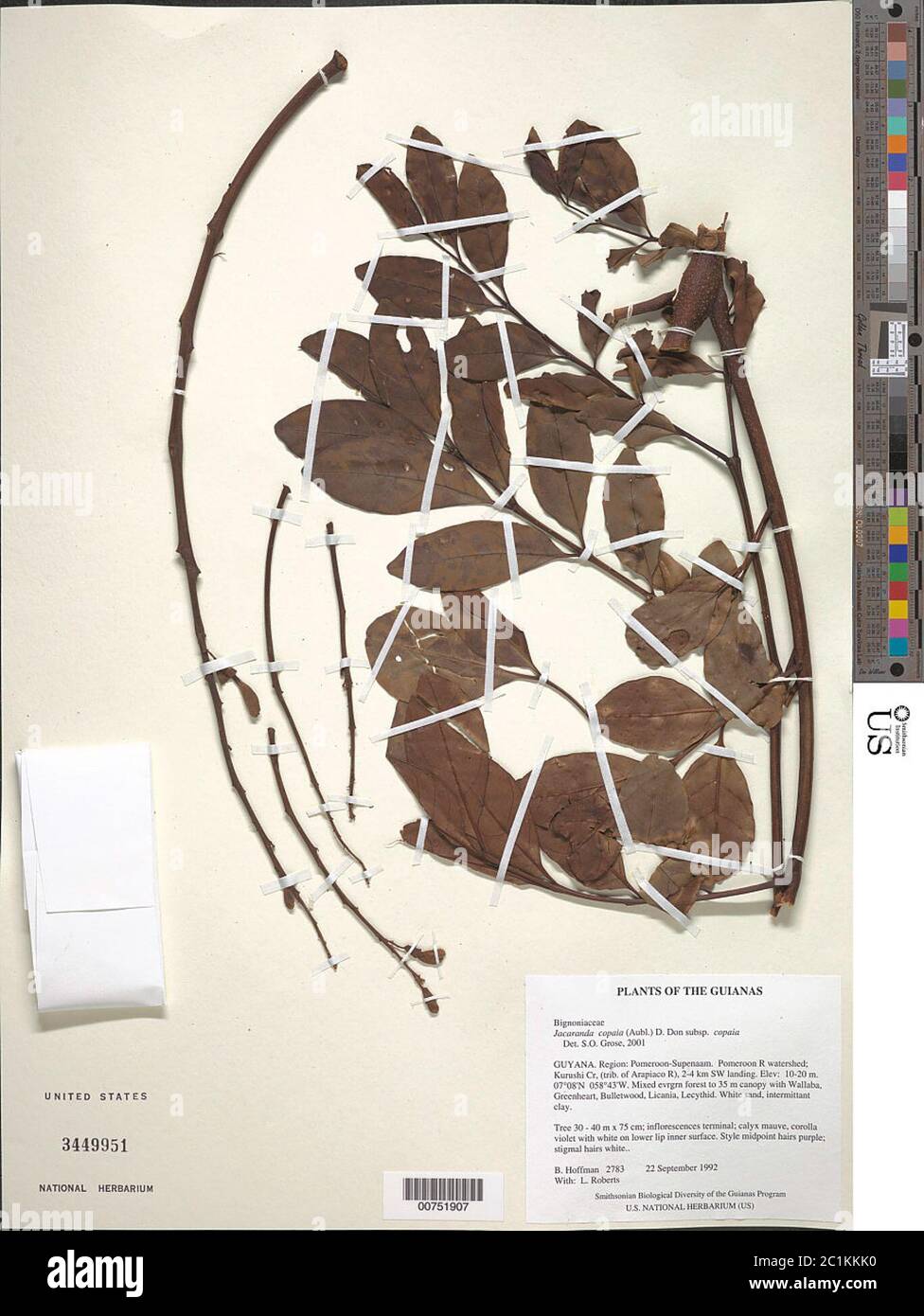 Jacaranda copaia Aubl D Don subsp copaia Jacaranda copaia Aubl D Don ...