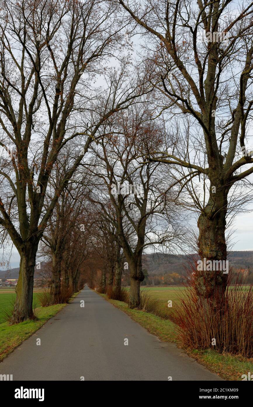 Linden tree avenue in autumn Stock Photo - Alamy
