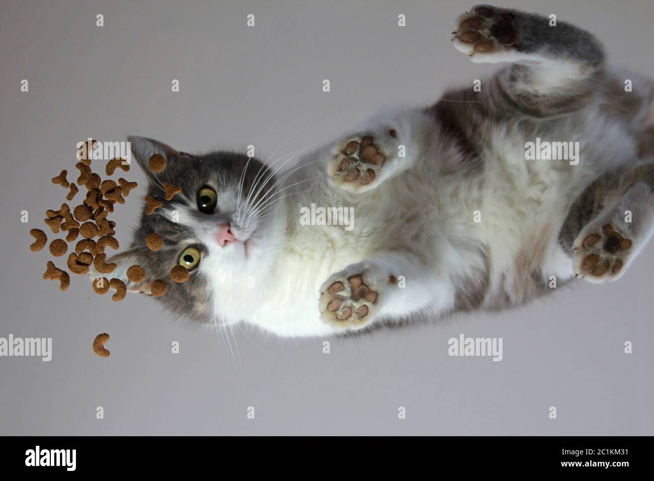 Top view cat hi-res stock photography and images - Alamy