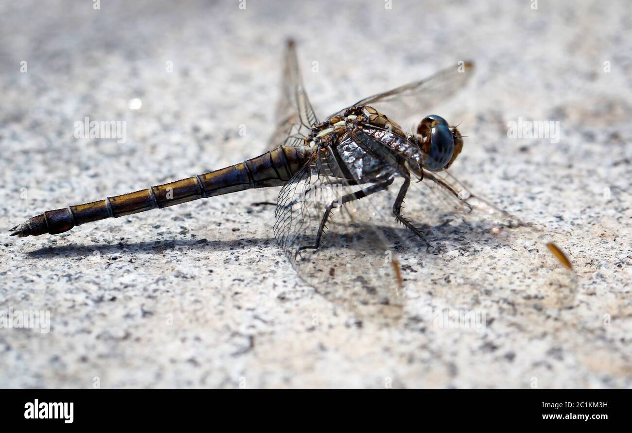 dragonfly on stone Stock Photo - Alamy