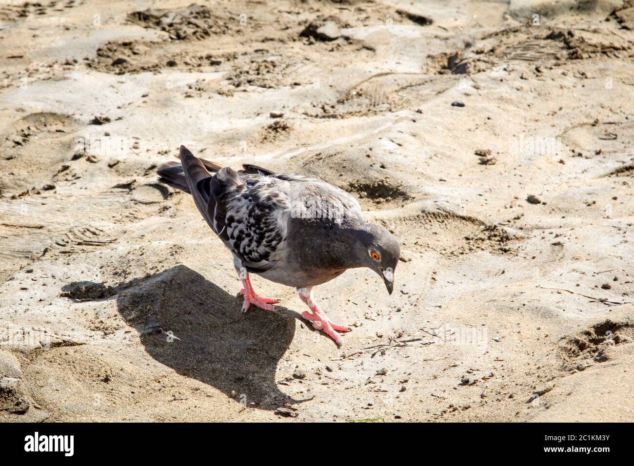 Detail of a dove, pigeons Stock Photo - Alamy