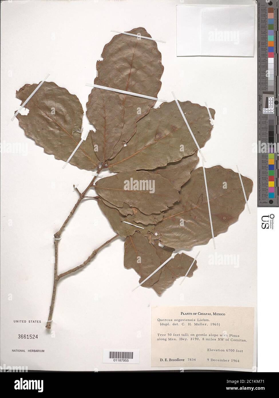 Quercus segoviensis Liebm Quercus segoviensis Liebm Stock Photo - Alamy