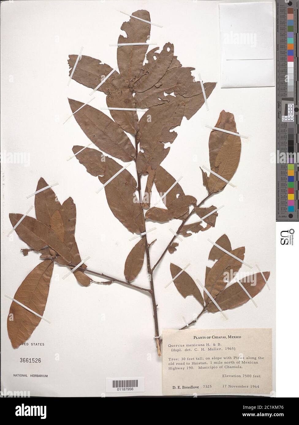 Quercus mexicana Humb Bonpl Quercus mexicana Humb Bonpl Stock Photo - Alamy