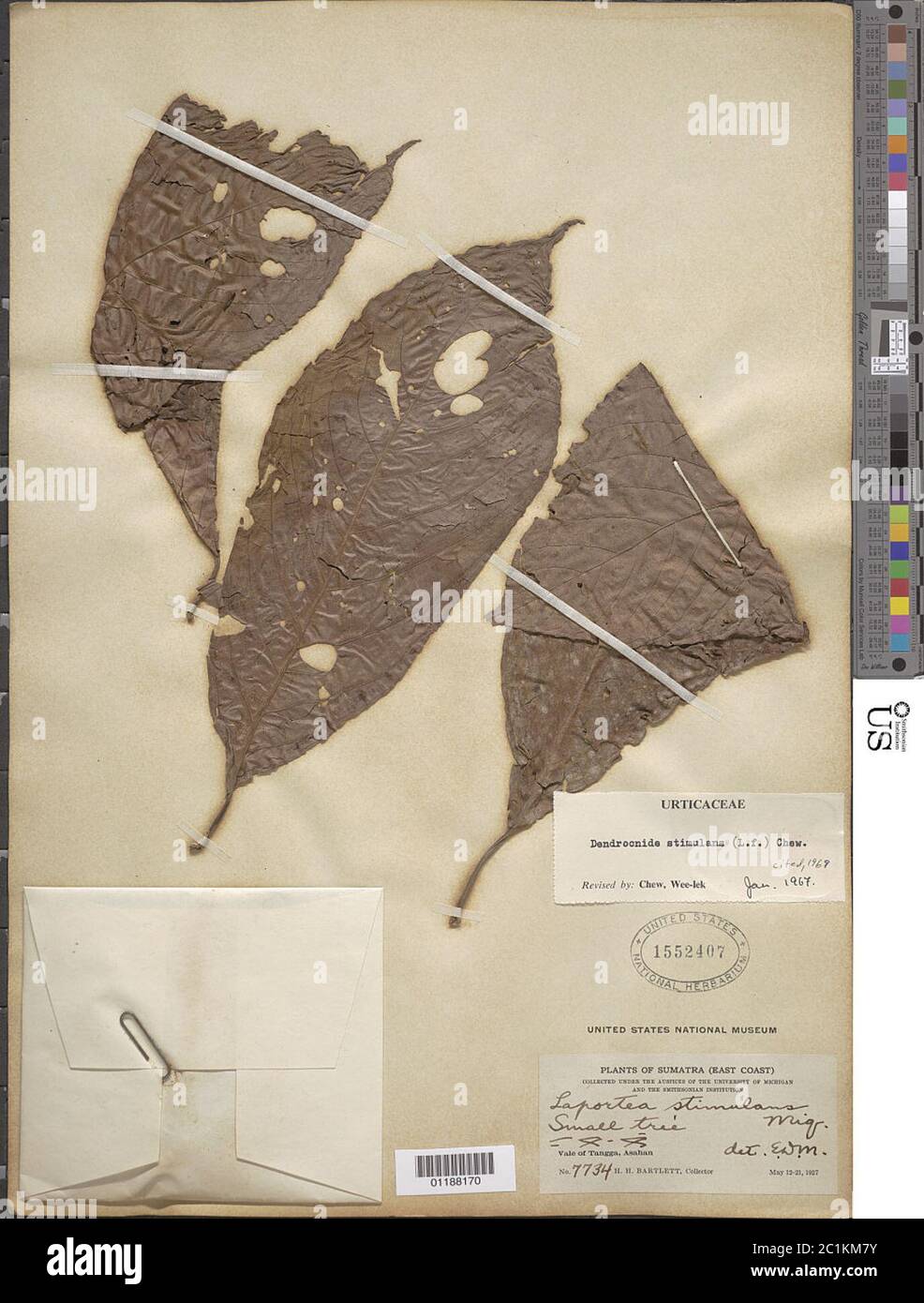 Dendrocnide hi-res stock photography and images - Alamy