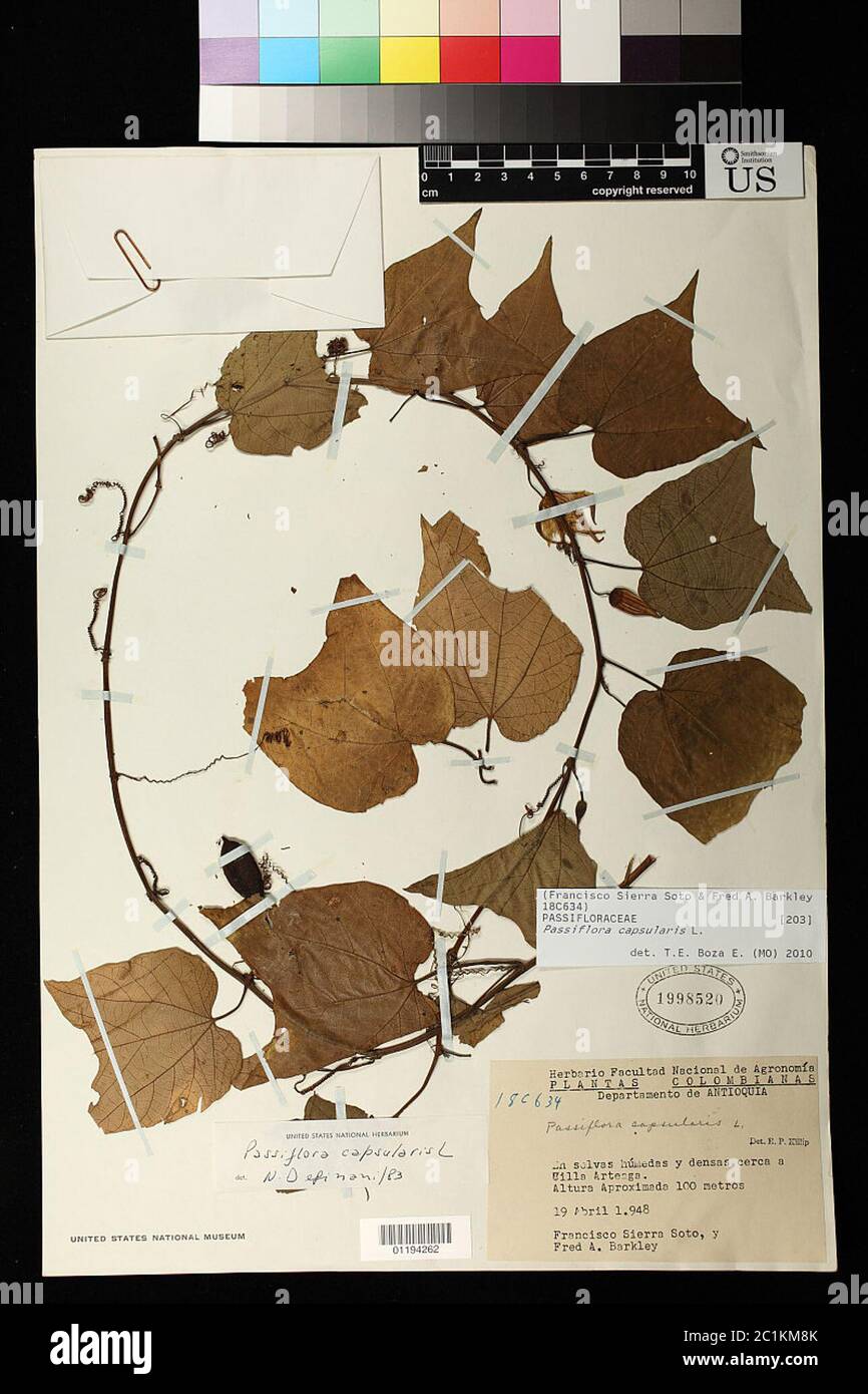 Capsularis hi-res stock photography and images - Alamy