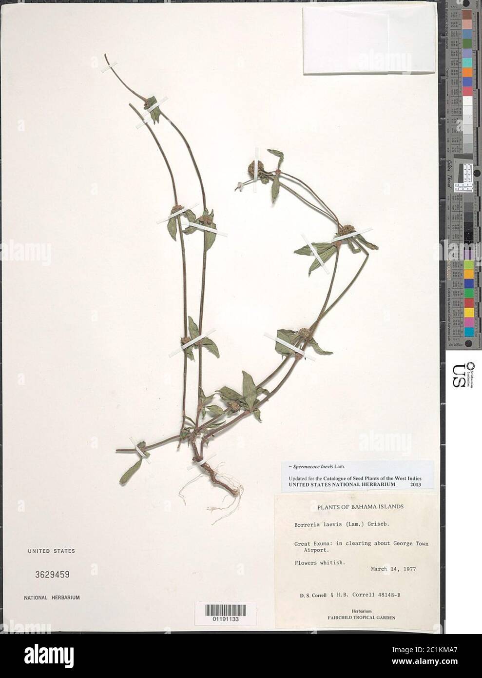 Spermacoce laevis Lam Spermacoce laevis Lam Stock Photo - Alamy