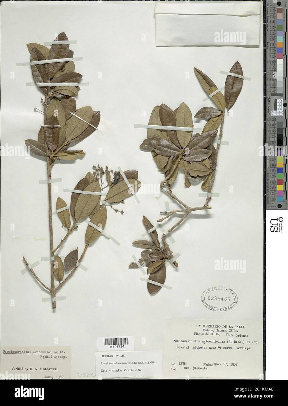 Pseudocarpidium avicennioides A Rich Millsp Pseudocarpidium ...