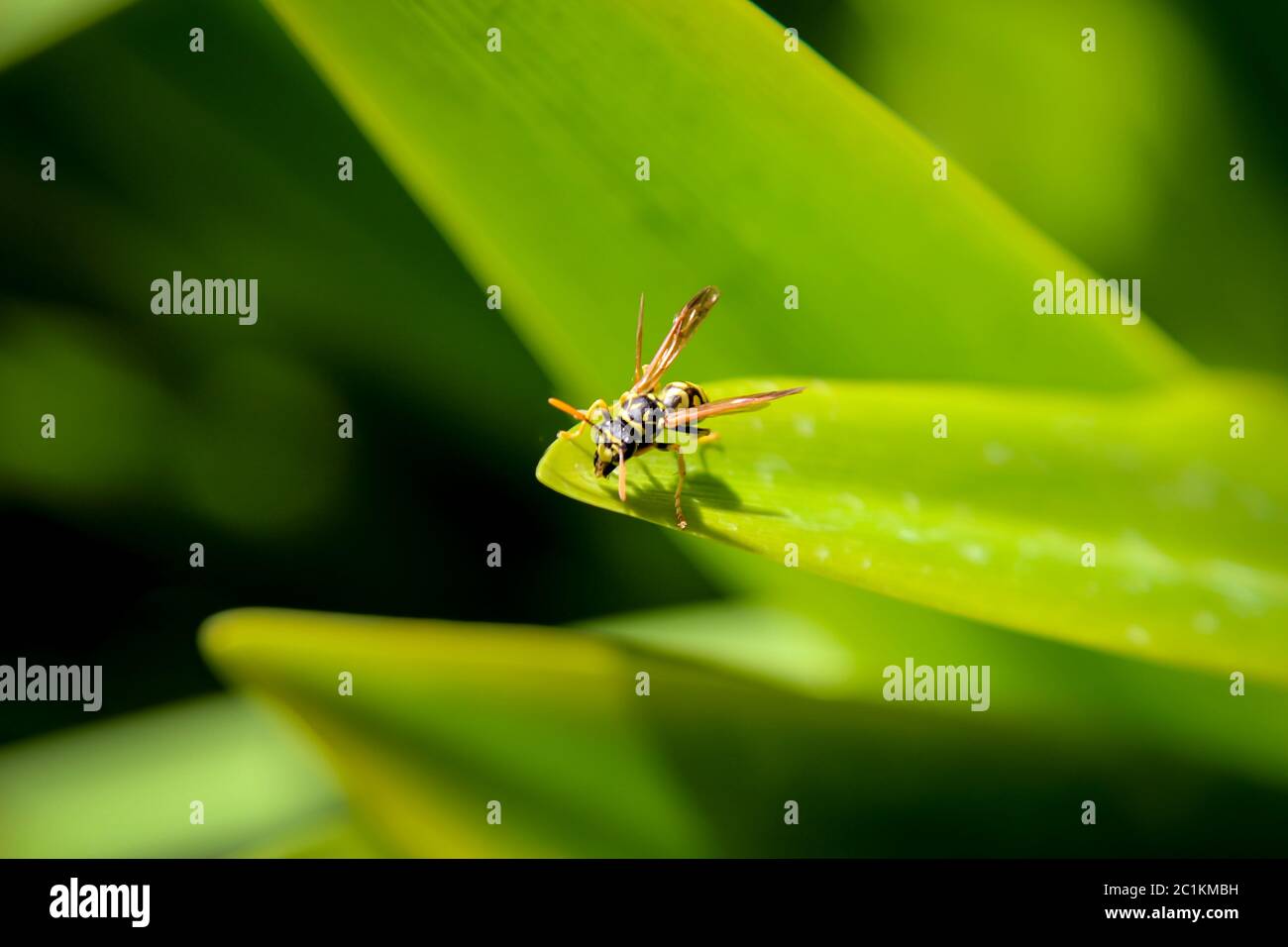 wasp on a leaf, plant Stock Photo - Alamy