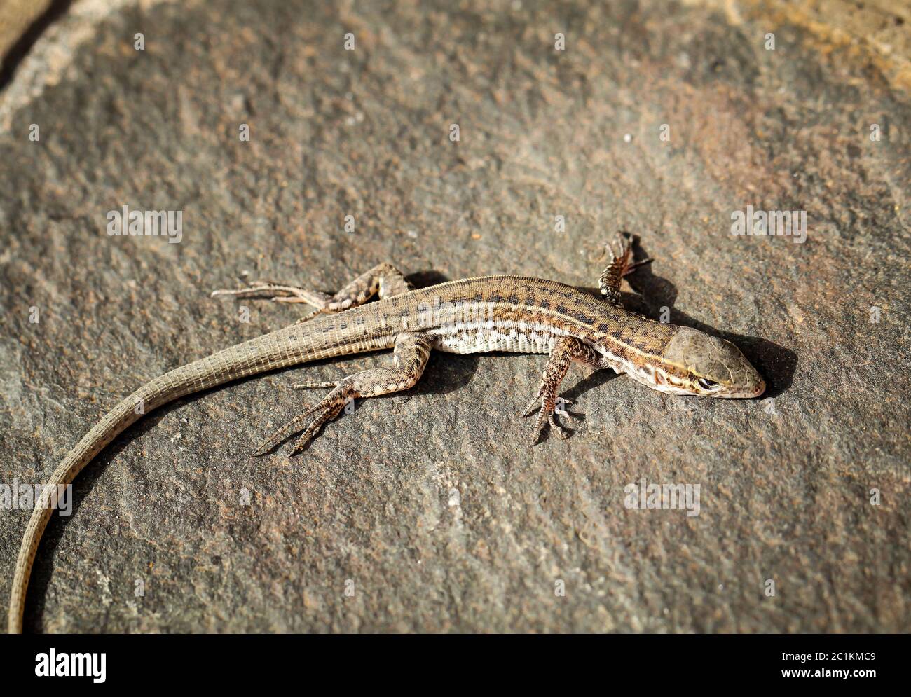 the Gran Canary Giant Lizard, Canary Lizard, Gekko Stock Photo - Alamy
