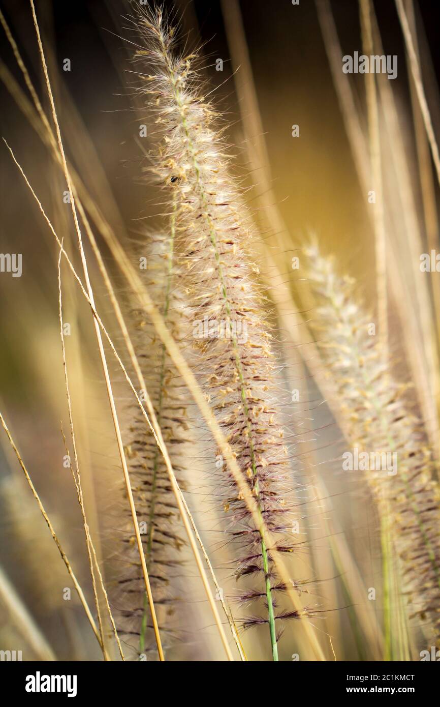 Natural grass hi-res stock photography and images - Alamy