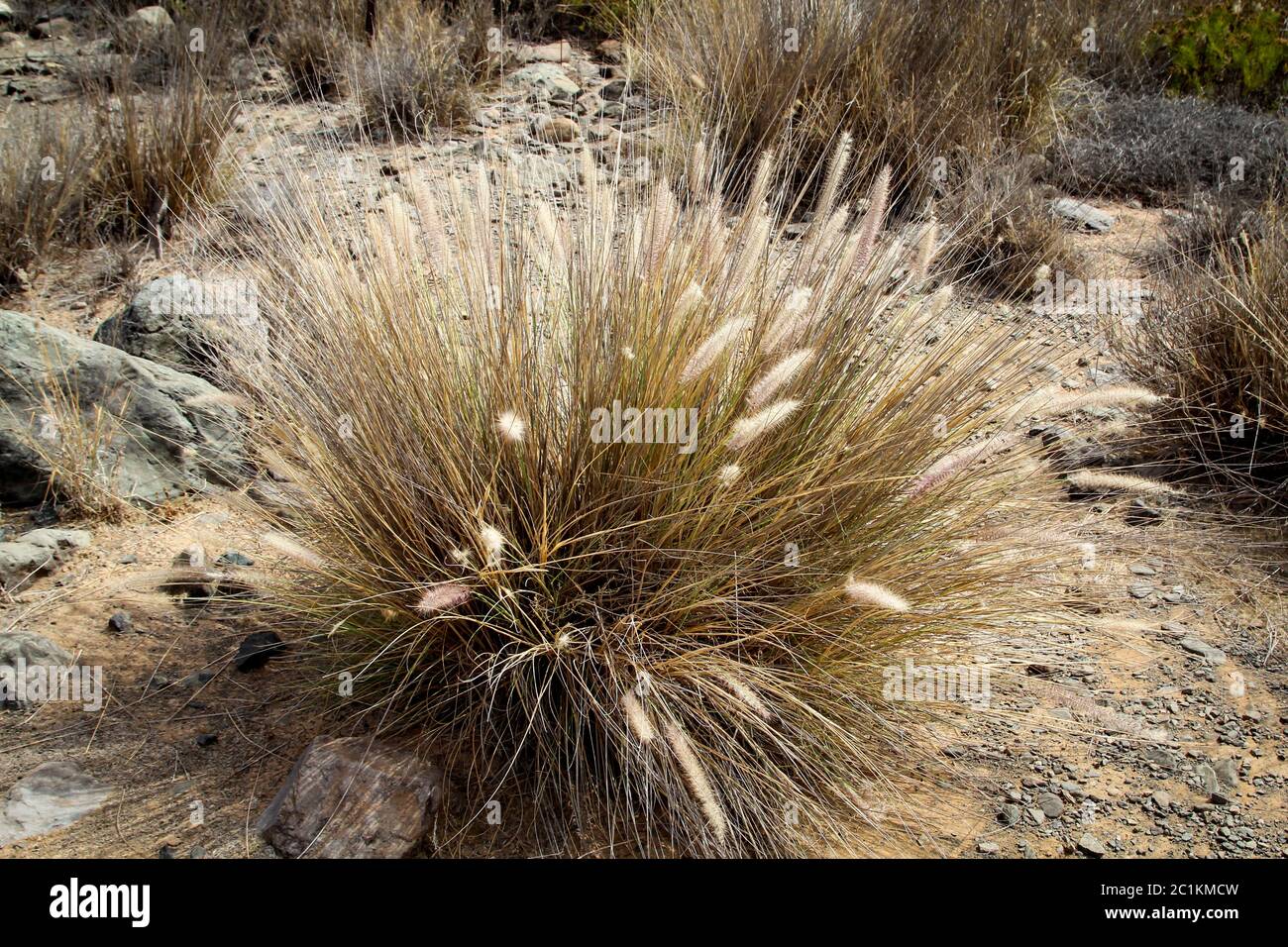 Close-up of natural grass Stock Photo - Alamy