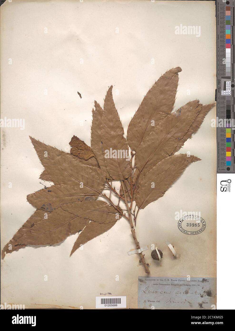 Quercus serrata Thunb Quercus serrata Thunb Stock Photo - Alamy