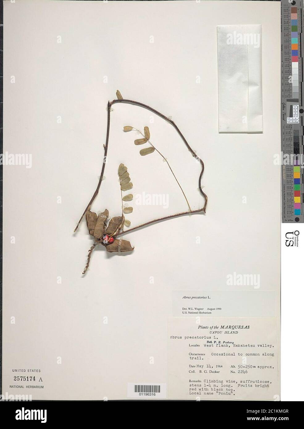 Abrus precatorius L Abrus precatorius L Stock Photo - Alamy