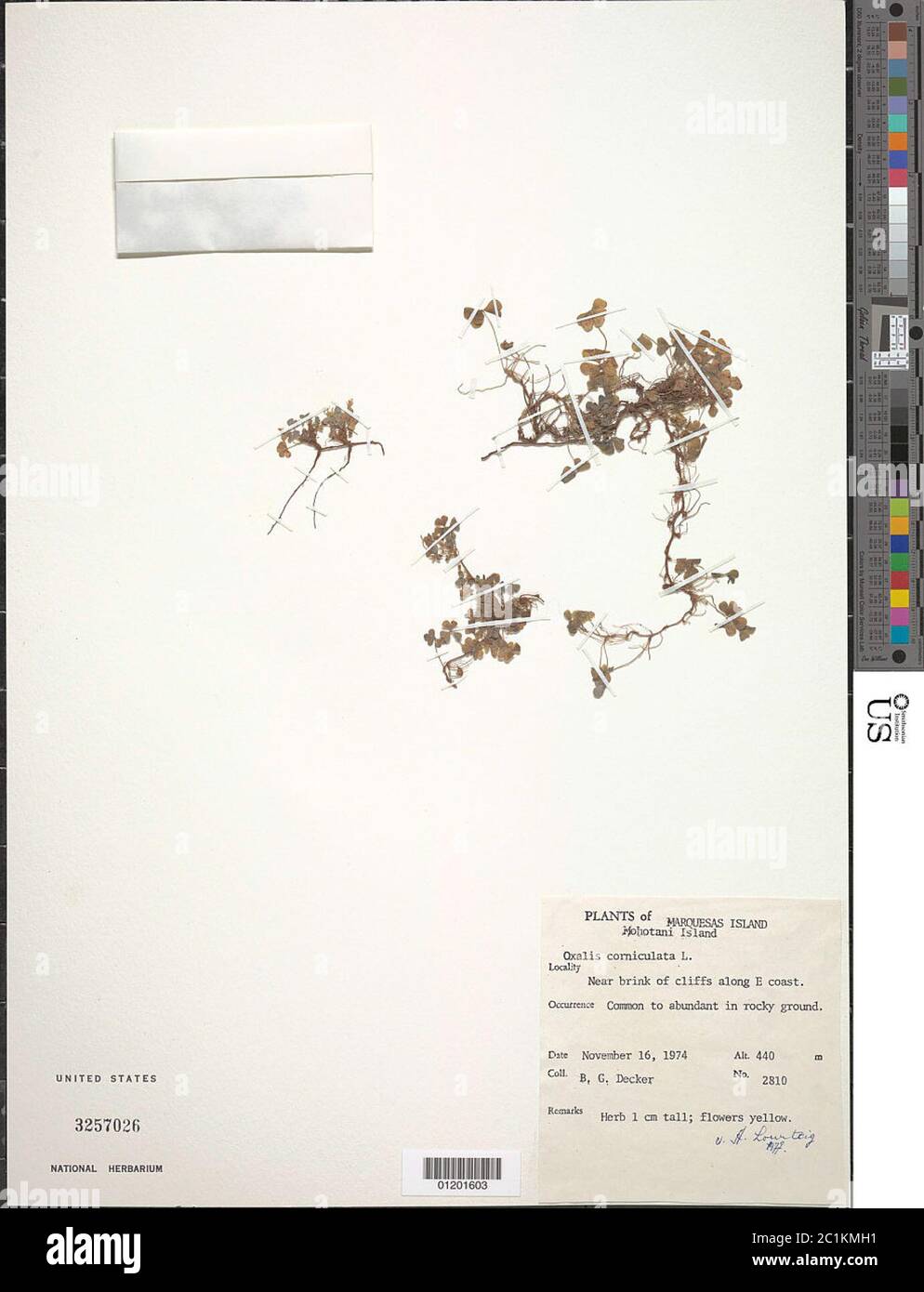 Oxalis corniculata L Oxalis corniculata L Stock Photo - Alamy