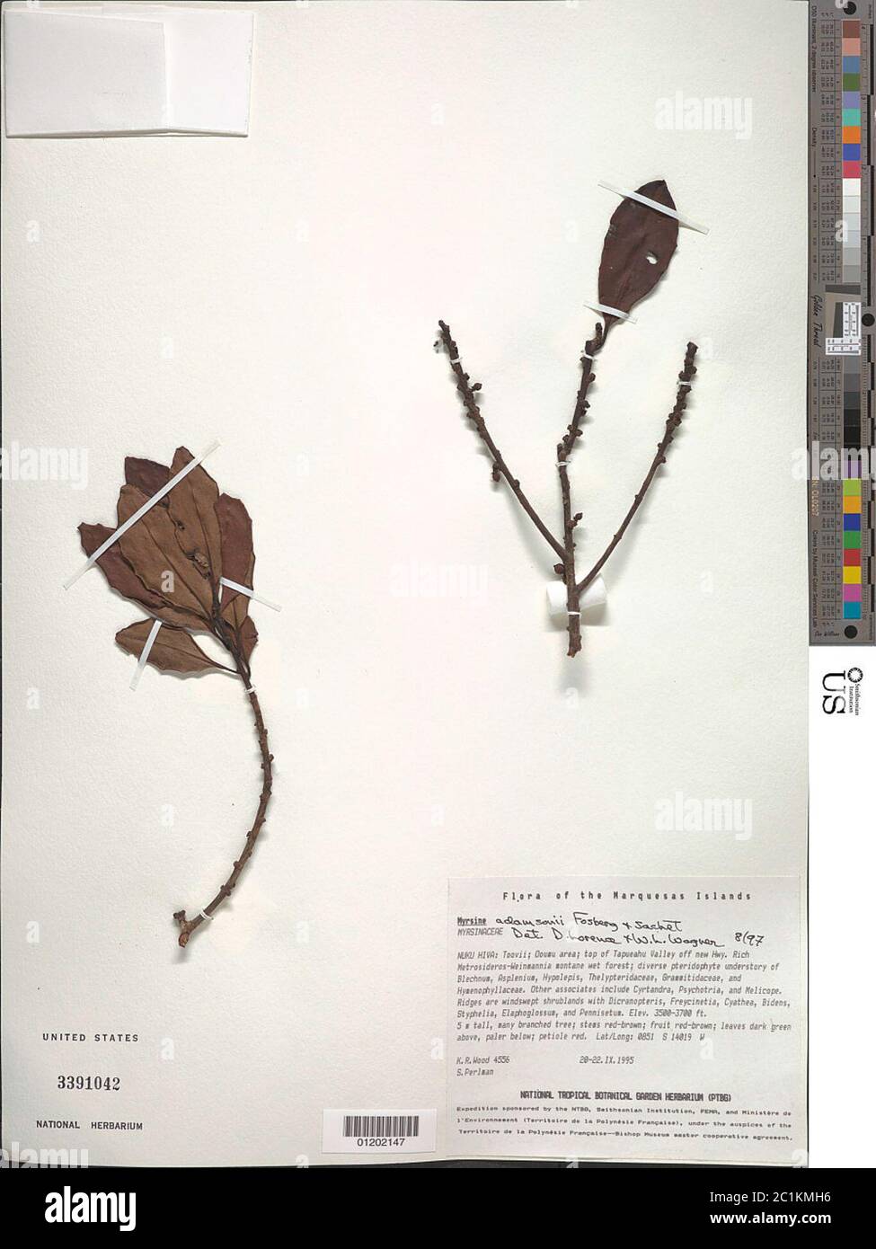 Myrsine adamsonii Fosberg Sachet Myrsine adamsonii Fosberg Sachet Stock ...