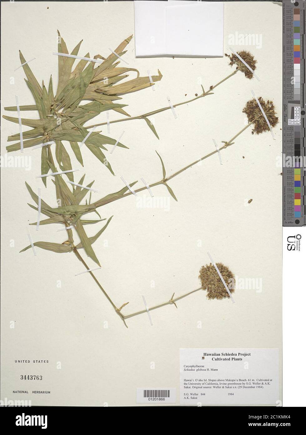 Schiedea hi-res stock photography and images - Alamy