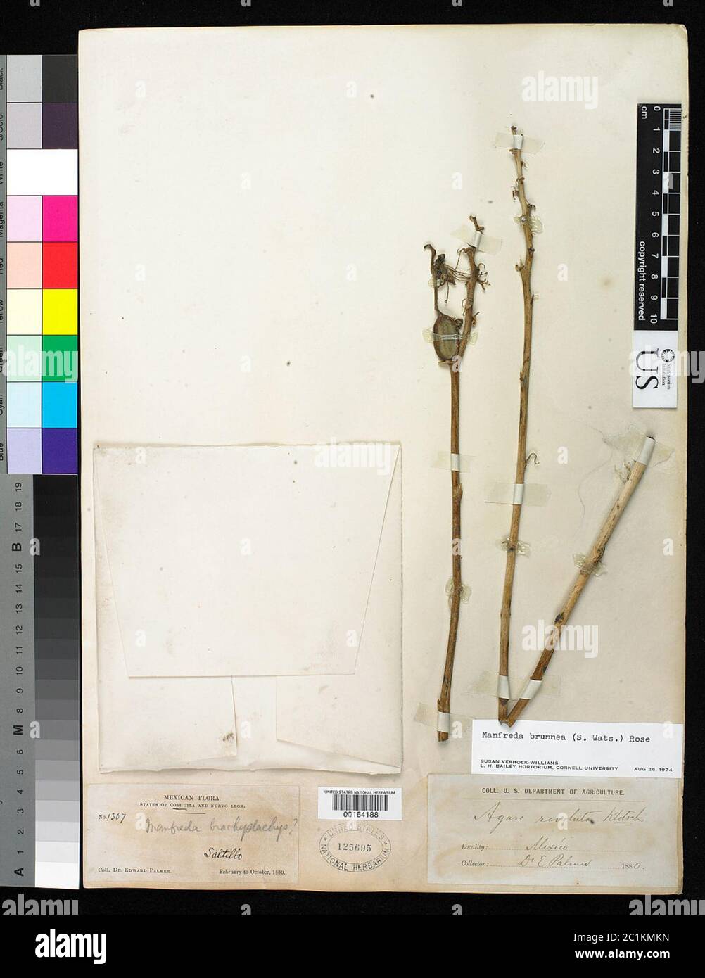 Manfreda brunnea S Watson Rose Manfreda brunnea S Watson Rose Stock ...