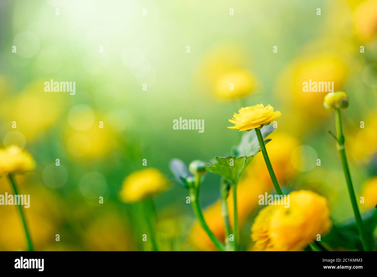 Yellow spring flowers on green background Stock Photo - Alamy