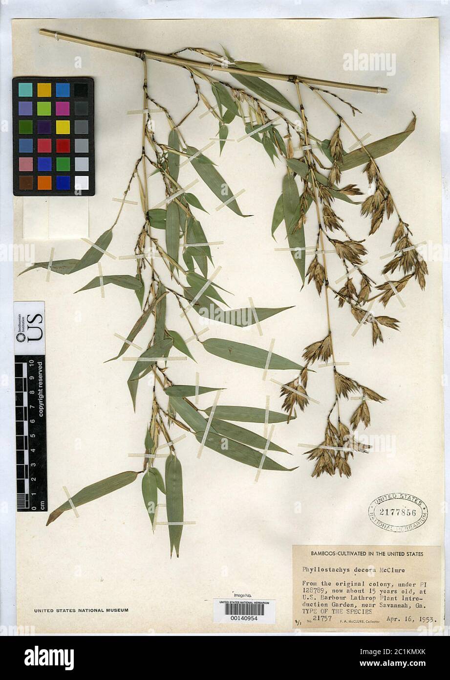 Phyllostachys decora McClure Phyllostachys decora McClure Stock Photo ...
