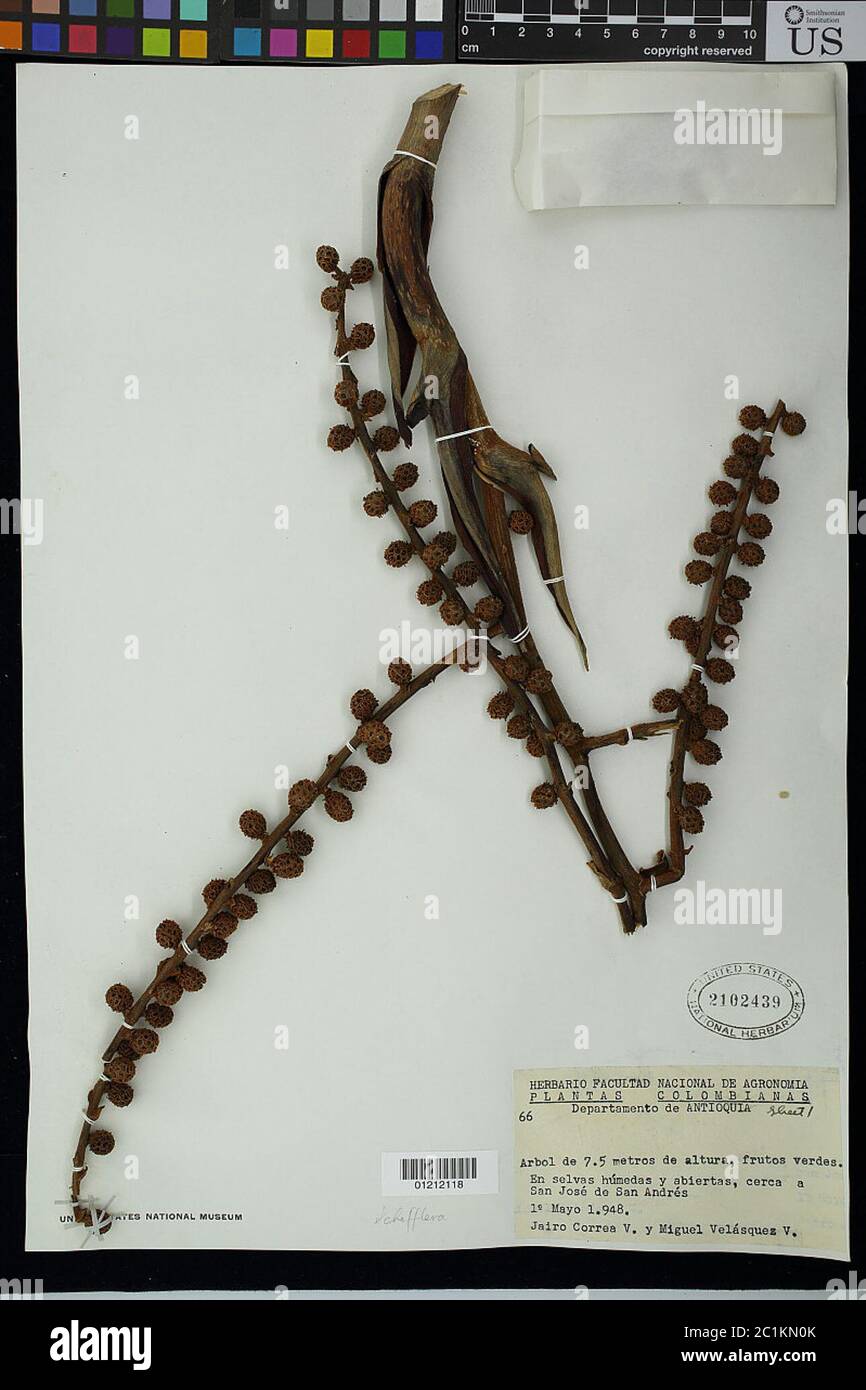 Schefflera schefflera sp hi-res stock photography and images - Alamy