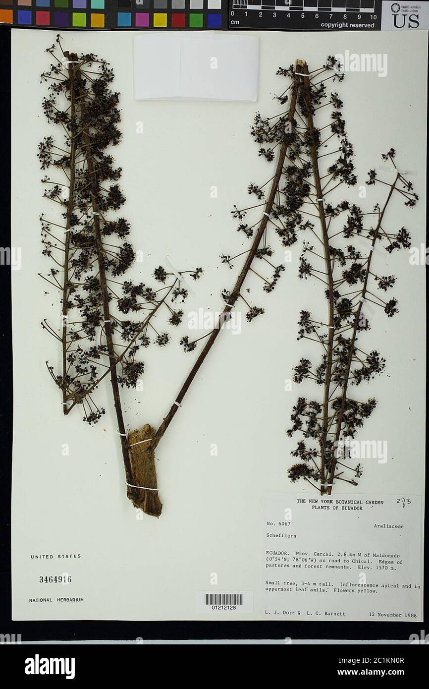 Schefflera sp hi-res stock photography and images - Alamy