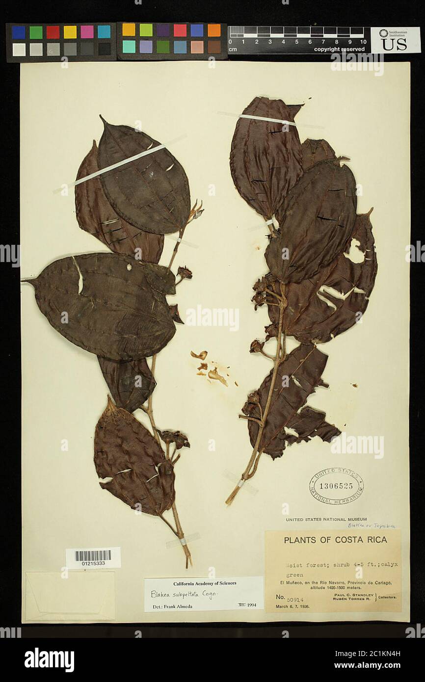 Blakea subpetata Cogn Blakea subpetata Cogn Stock Photo - Alamy