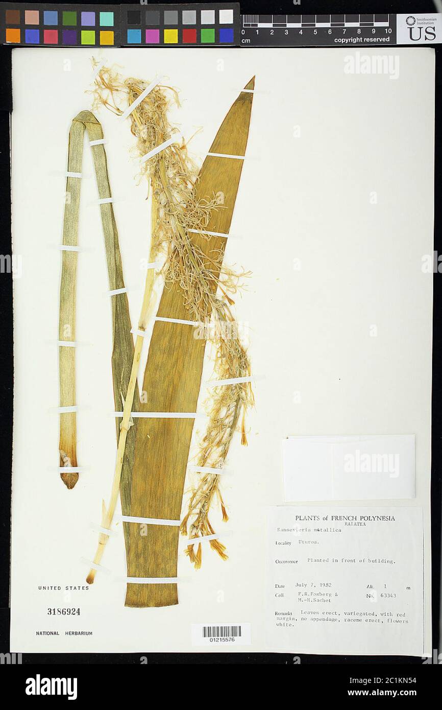 Sansevieria metallica hi-res stock photography and images - Alamy