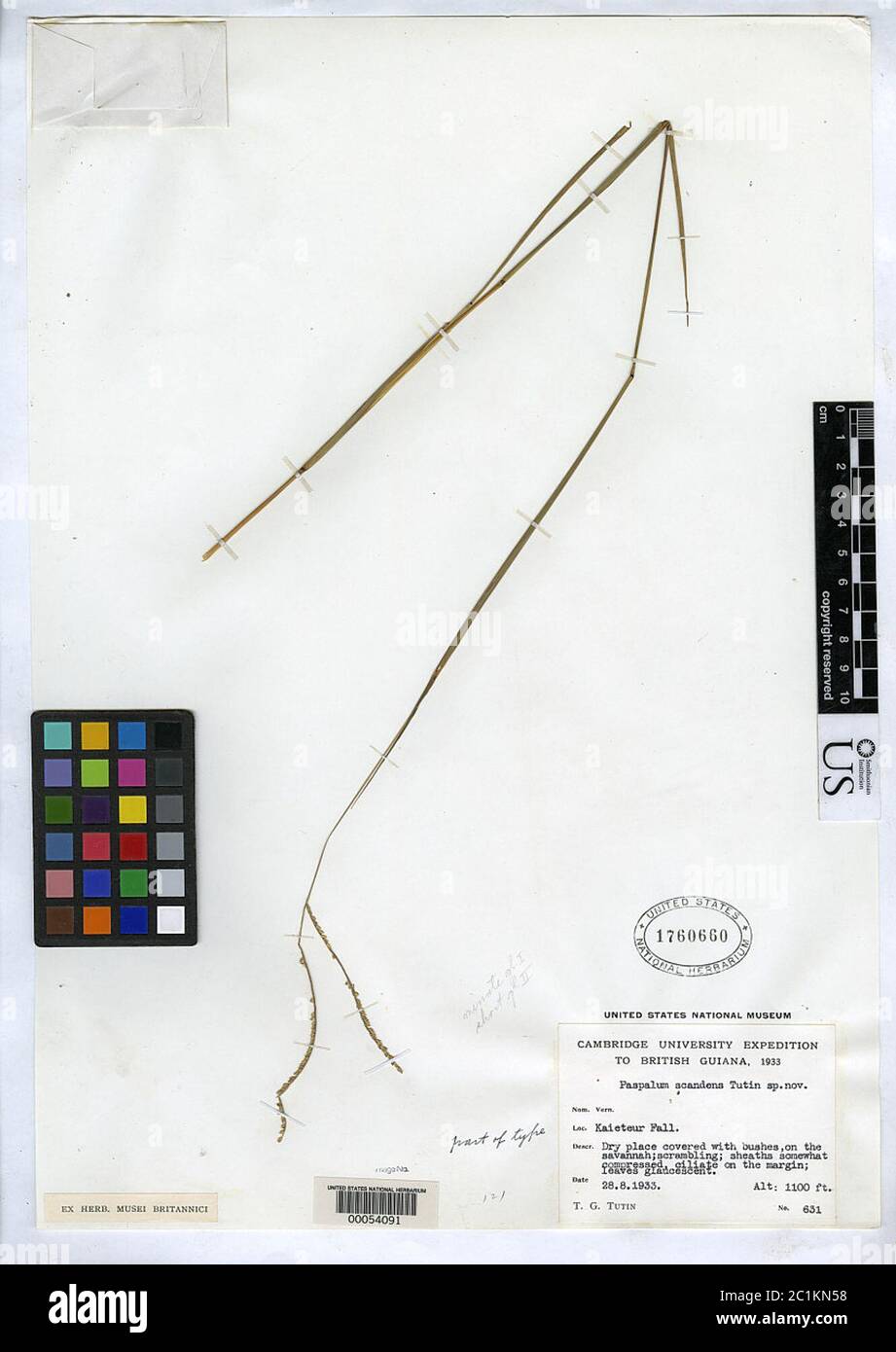 Tutin hi-res stock photography and images - Alamy