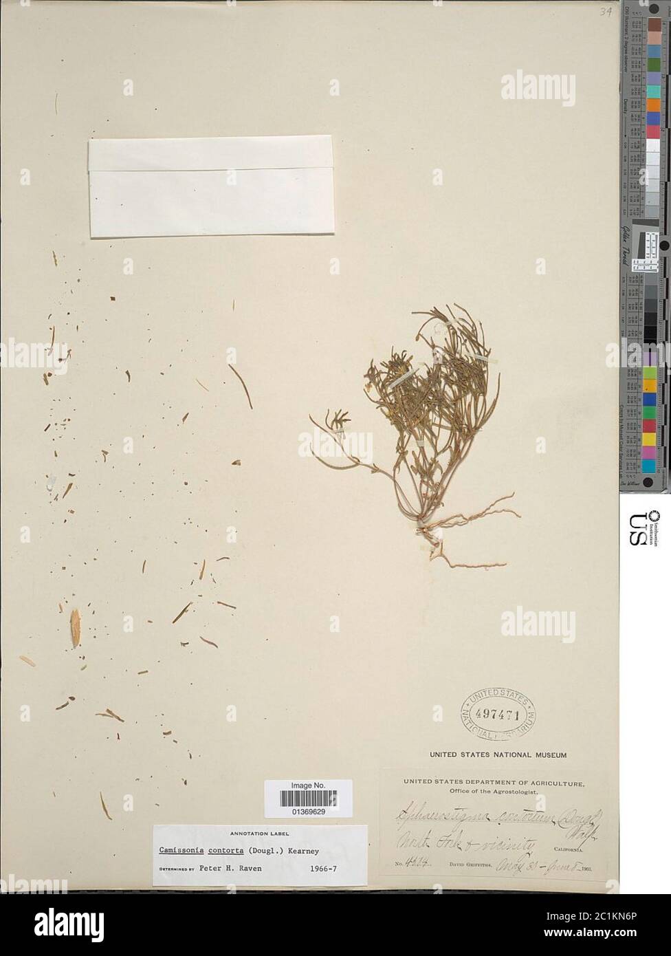Camissonia contorta Douglas Kearney Camissonia contorta Douglas Kearney ...