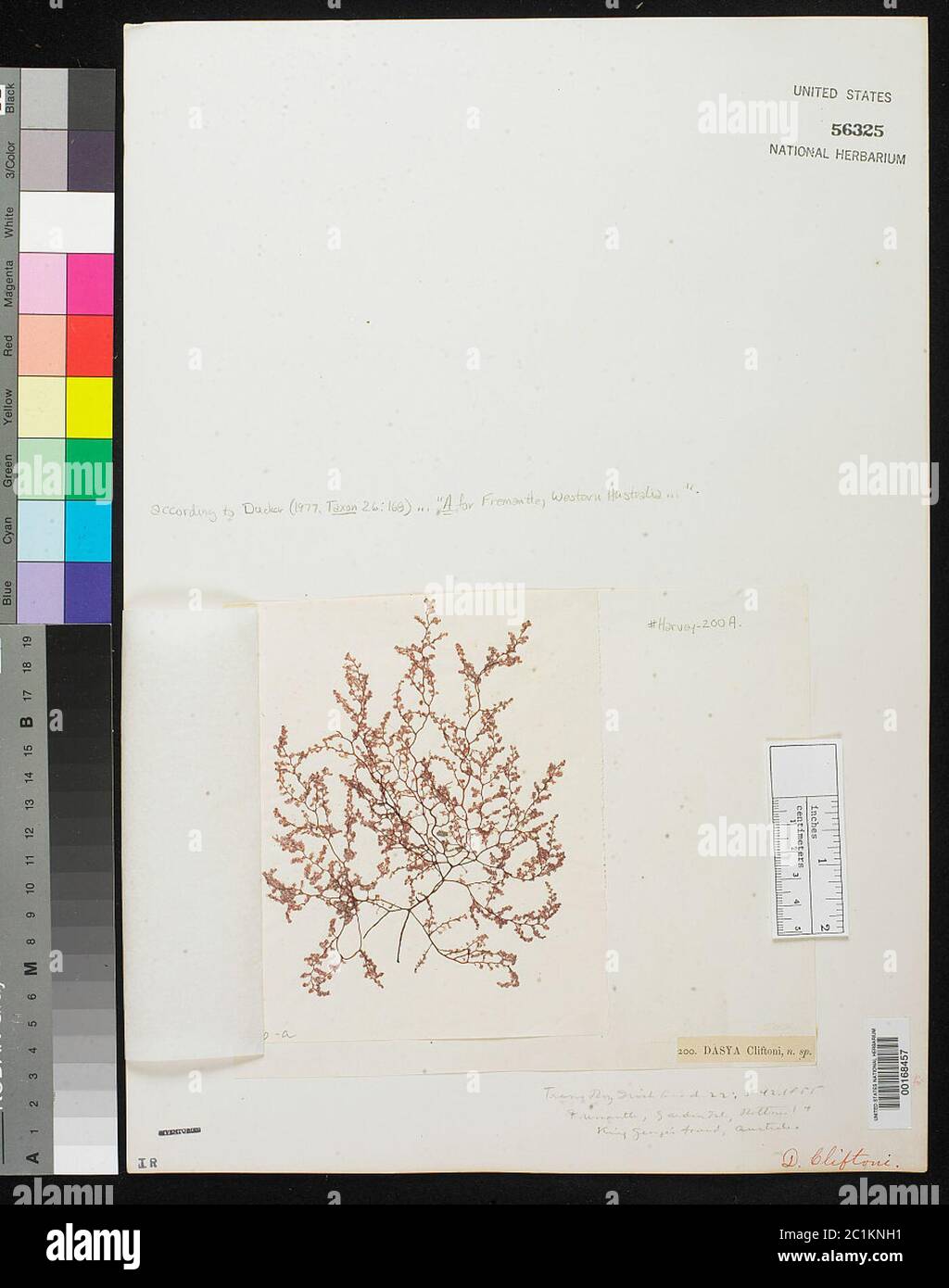 Dasya hi-res stock photography and images - Alamy