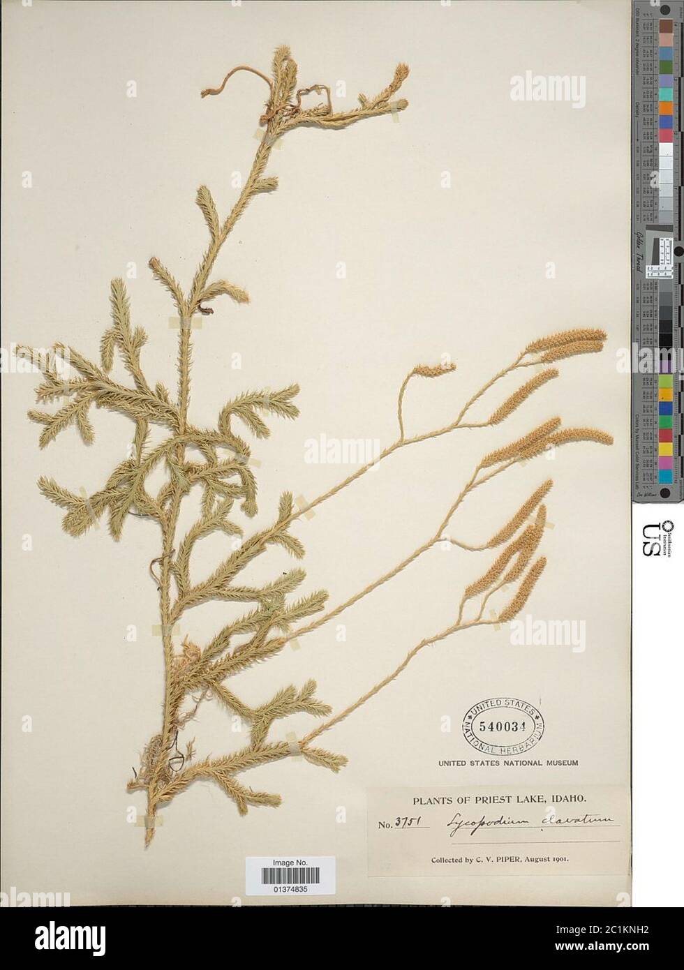 Lycopodium clavatum L Stock Photo - Alamy
