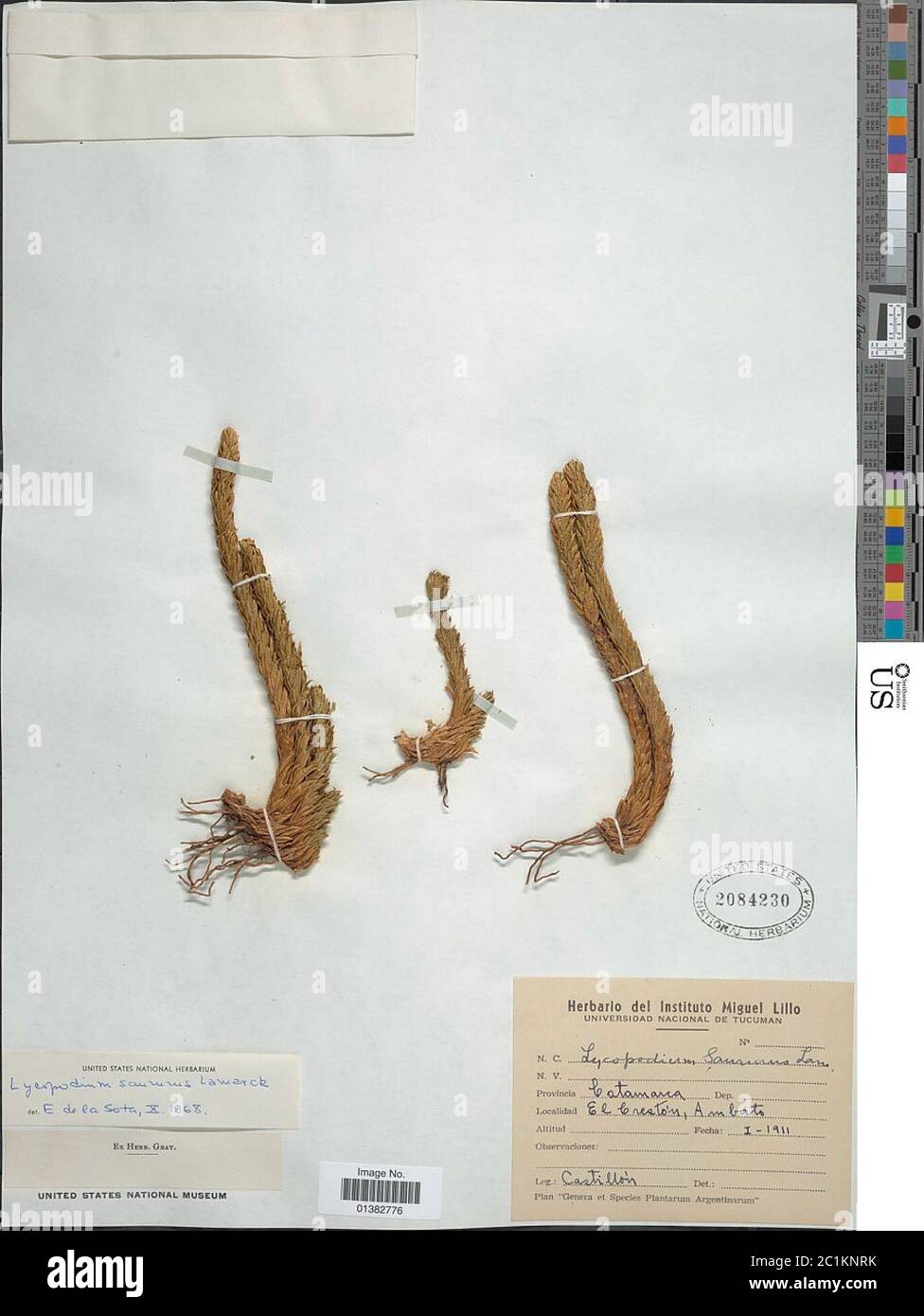 Phlegmariurus saururus Lam B llg Stock Photo - Alamy