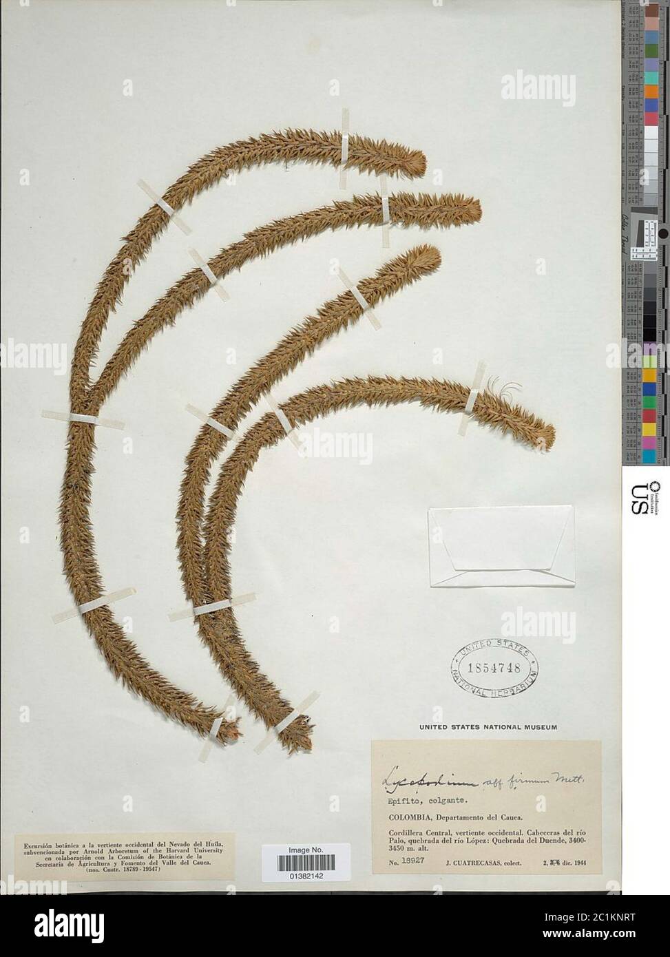 Phlegmariurus firmus Mett B llg Phlegmariurus firmus Mett B llg Stock ...